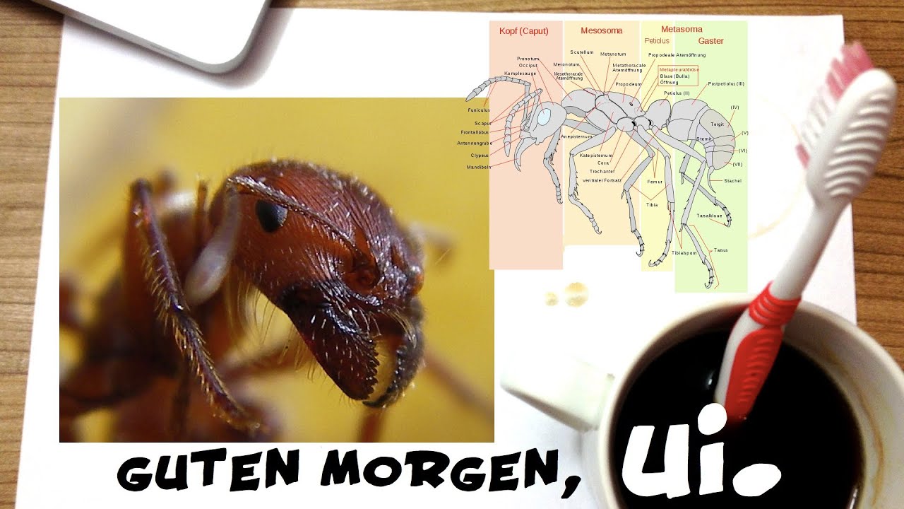 Lustige Fakten über Tiere - alle Folgen bis jetzt - uiuiuiuiuiuiui.de